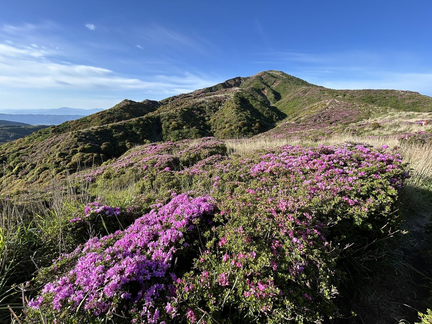 ミヤマキリシマ🌸と烏帽子岳⛰️ / masapi-さんの阿蘇山・高岳・根子岳の活動データ | YAMAP / ヤマップ