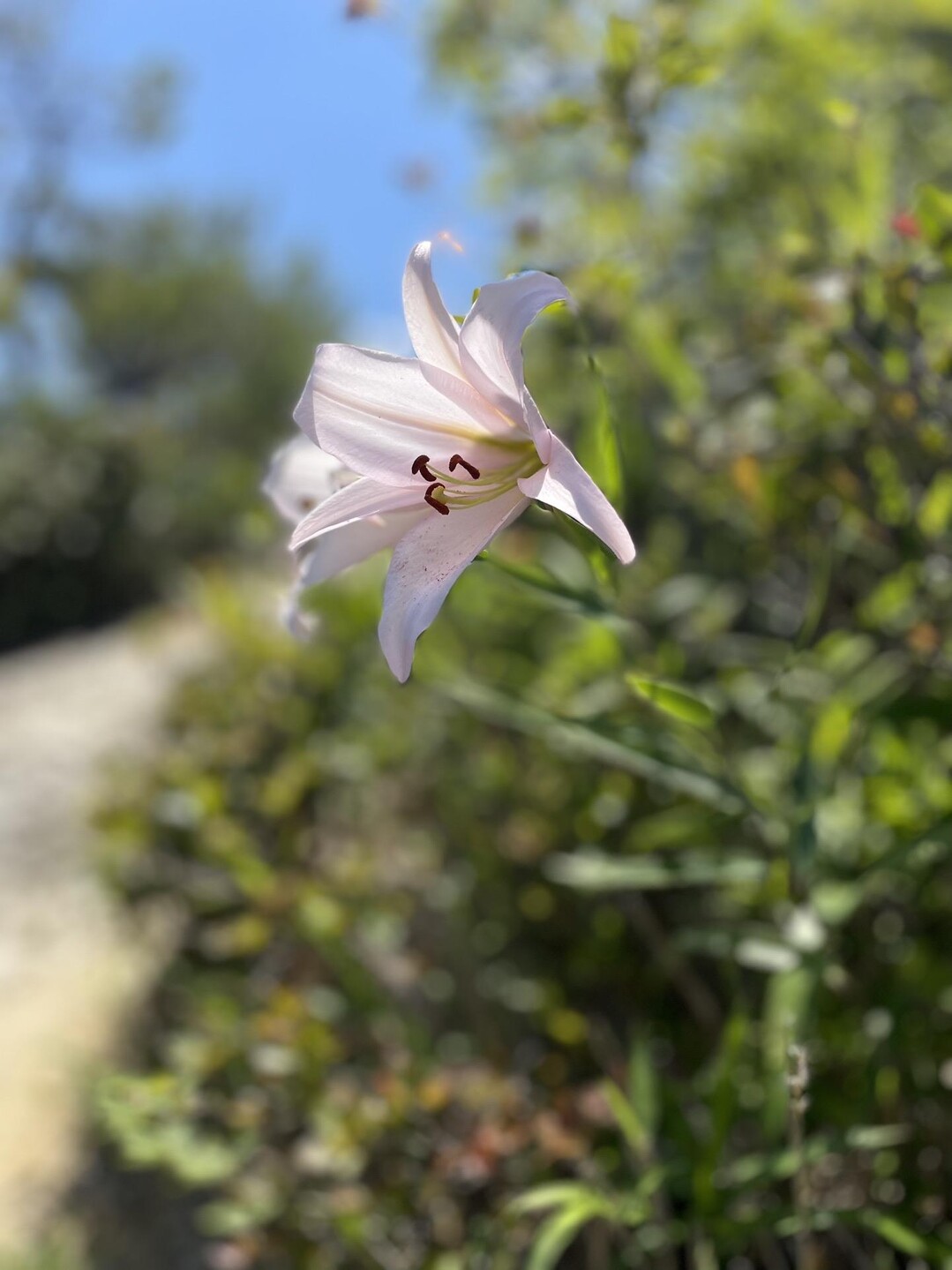 初夏の高御位山縦走(反時計回り) / Tsu.zukkiさんの高御位山・播磨アルプスの活動日記 | YAMAP / ヤマップ