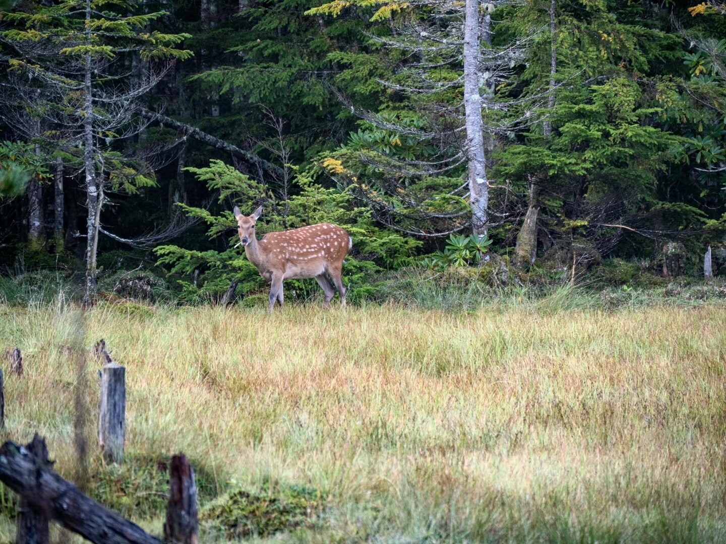 ニュウ・中山 / marukoさんの八ヶ岳（赤岳・硫黄岳・天狗岳）の活動データ | YAMAP / ヤマップ