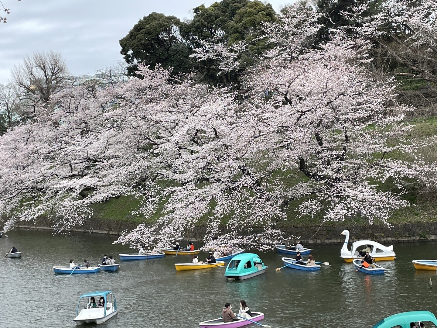3/27(日)の千鳥ヶ淵です。ほぼ満開で... / houjinoさんのモーメント | YAMAP / ヤマップ