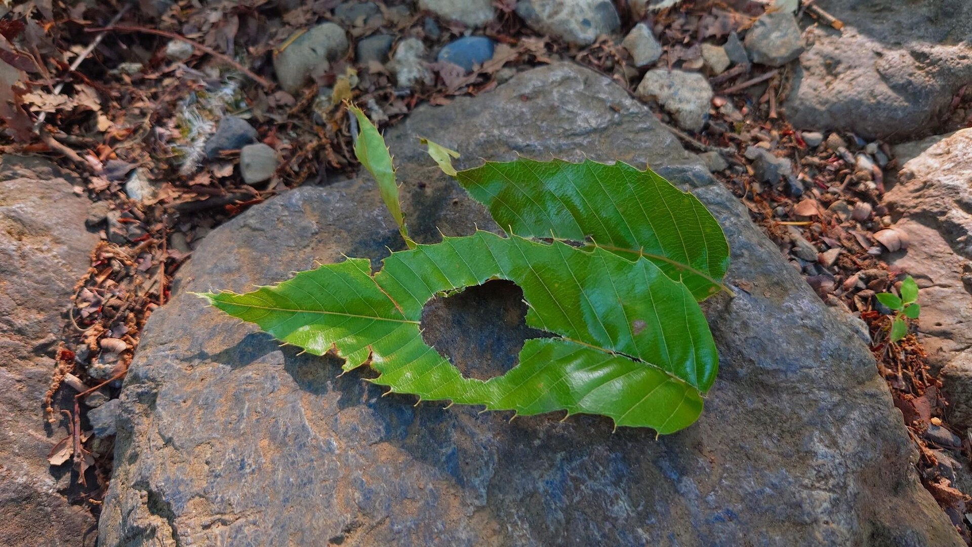 日和田山【11】 / MCボビヲさんの日和田山・物見山の活動データ | YAMAP / ヤマップ