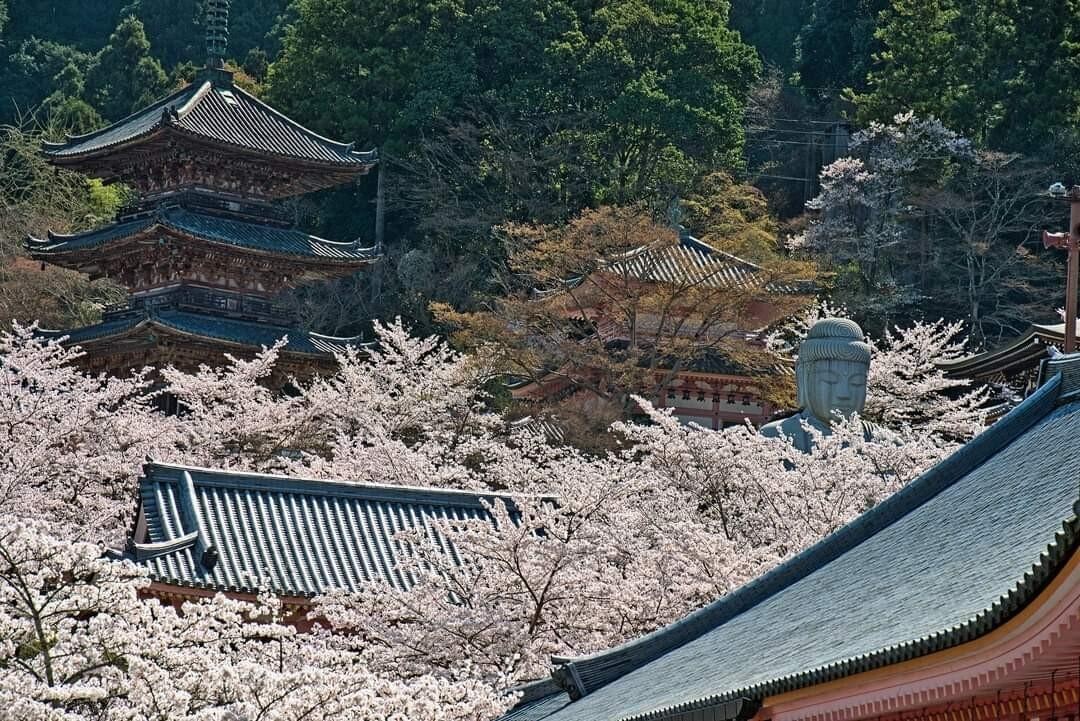 高取山 / Loki1687さんの高取山の活動データ | YAMAP / ヤマップ