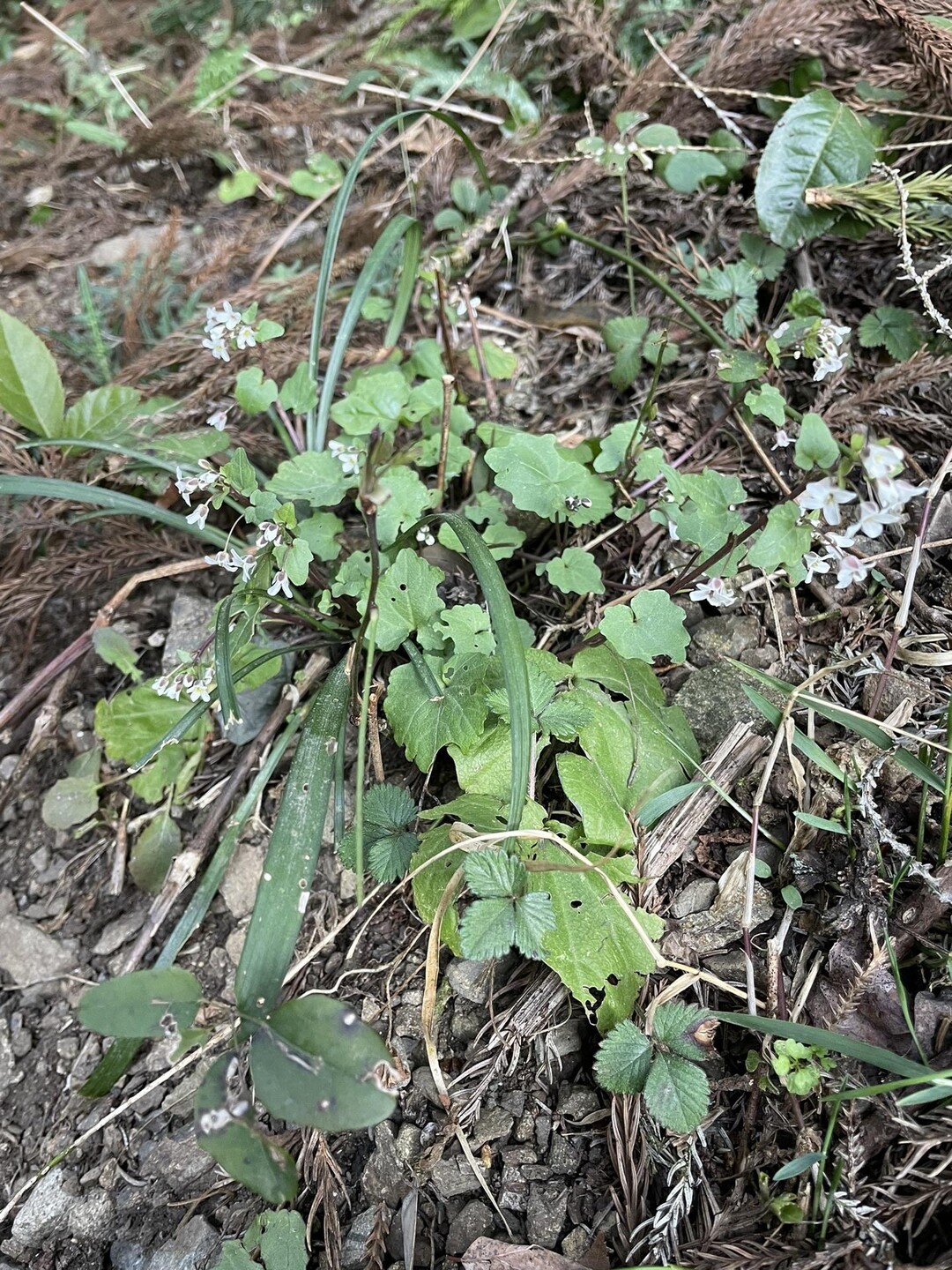 景信山・大久保山・478m圏峰 / マミさんの高尾山・陣馬山・景信山の活動データ | YAMAP / ヤマップ