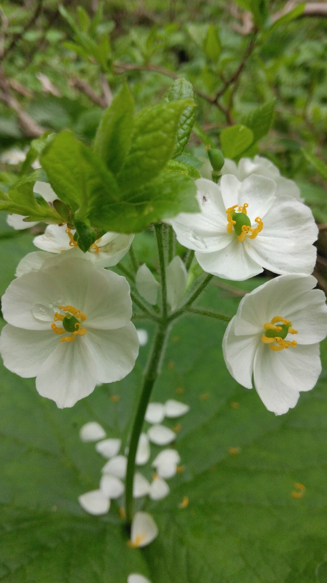 山の上のまっちゃんさんの投稿したフィールドメモ | YAMAP / ヤマップ