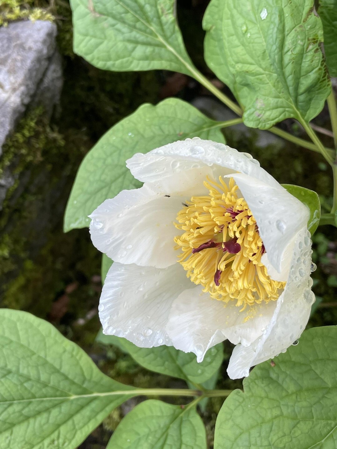 京丈山⛰️山芍薬は満開🤍 / AnKemiさんの京丈山・雁俣山の活動データ | YAMAP / ヤマップ