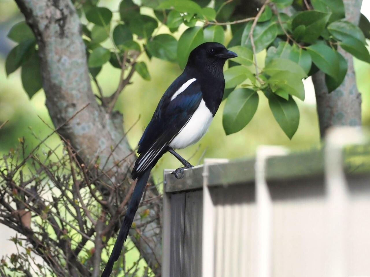 yuuのページ | YAMAP / ヤマップ