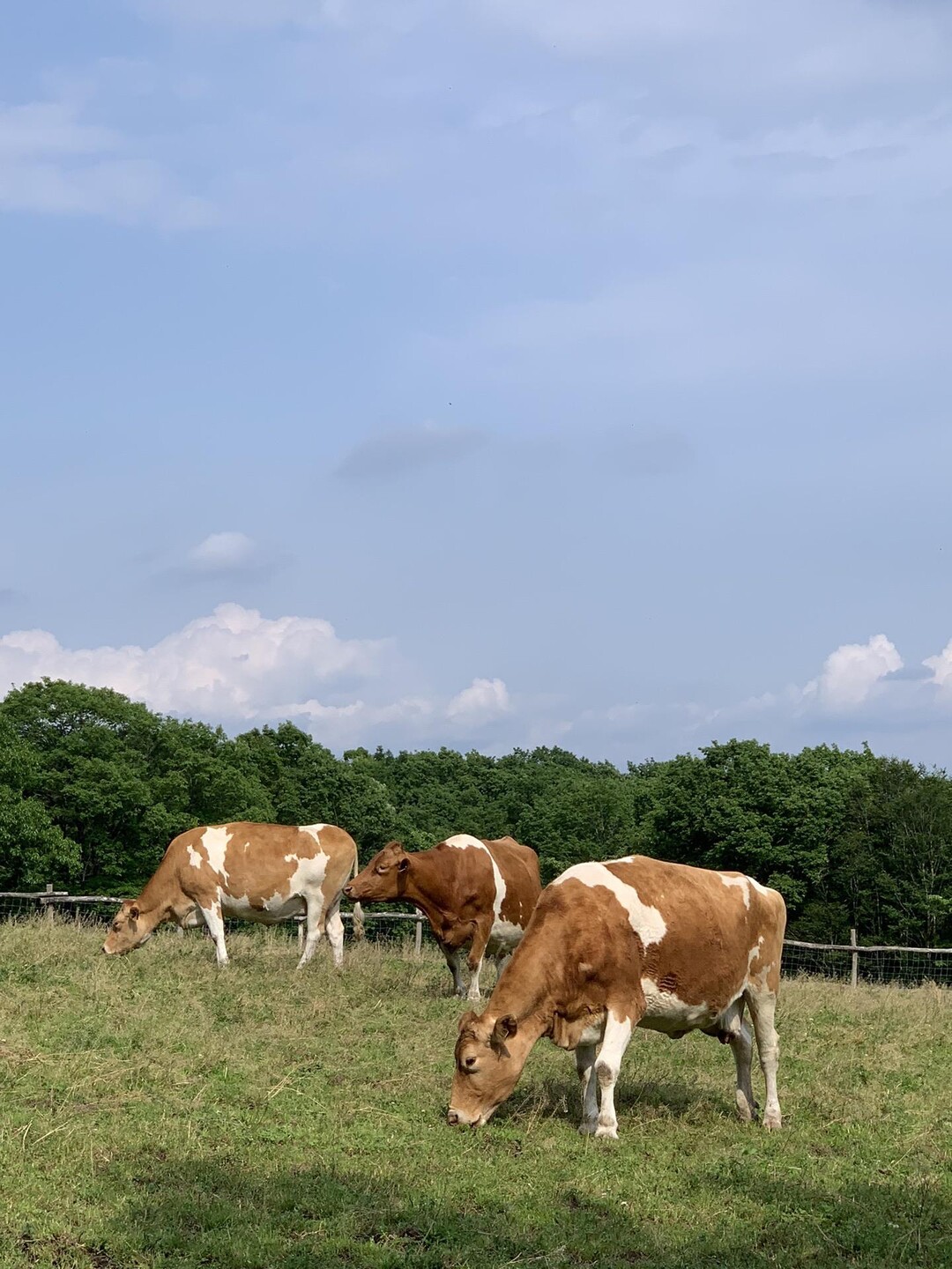 栃木県那須にある南が丘牧場に行って来まし... / megu-chanさんのモーメント | YAMAP / ヤマップ