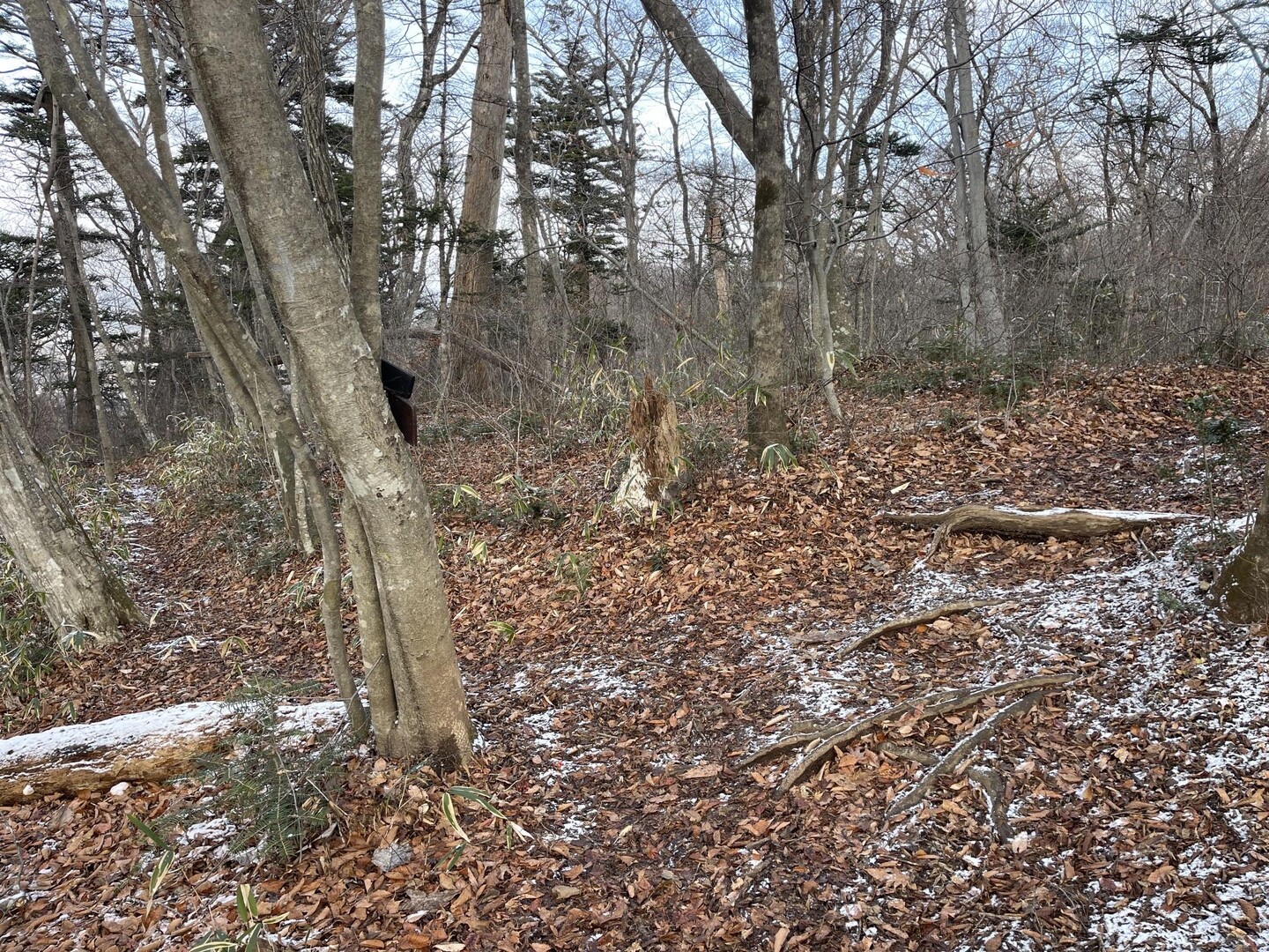 DDT-EXさんの投稿したフィールドメモ | YAMAP / ヤマップ