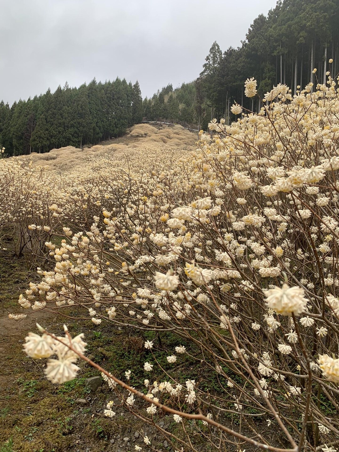 ミツマタ群生地屋敷山！根本山-2023-04-07 / riecoさんの根本山・熊鷹山・氷室山の活動データ | YAMAP / ヤマップ