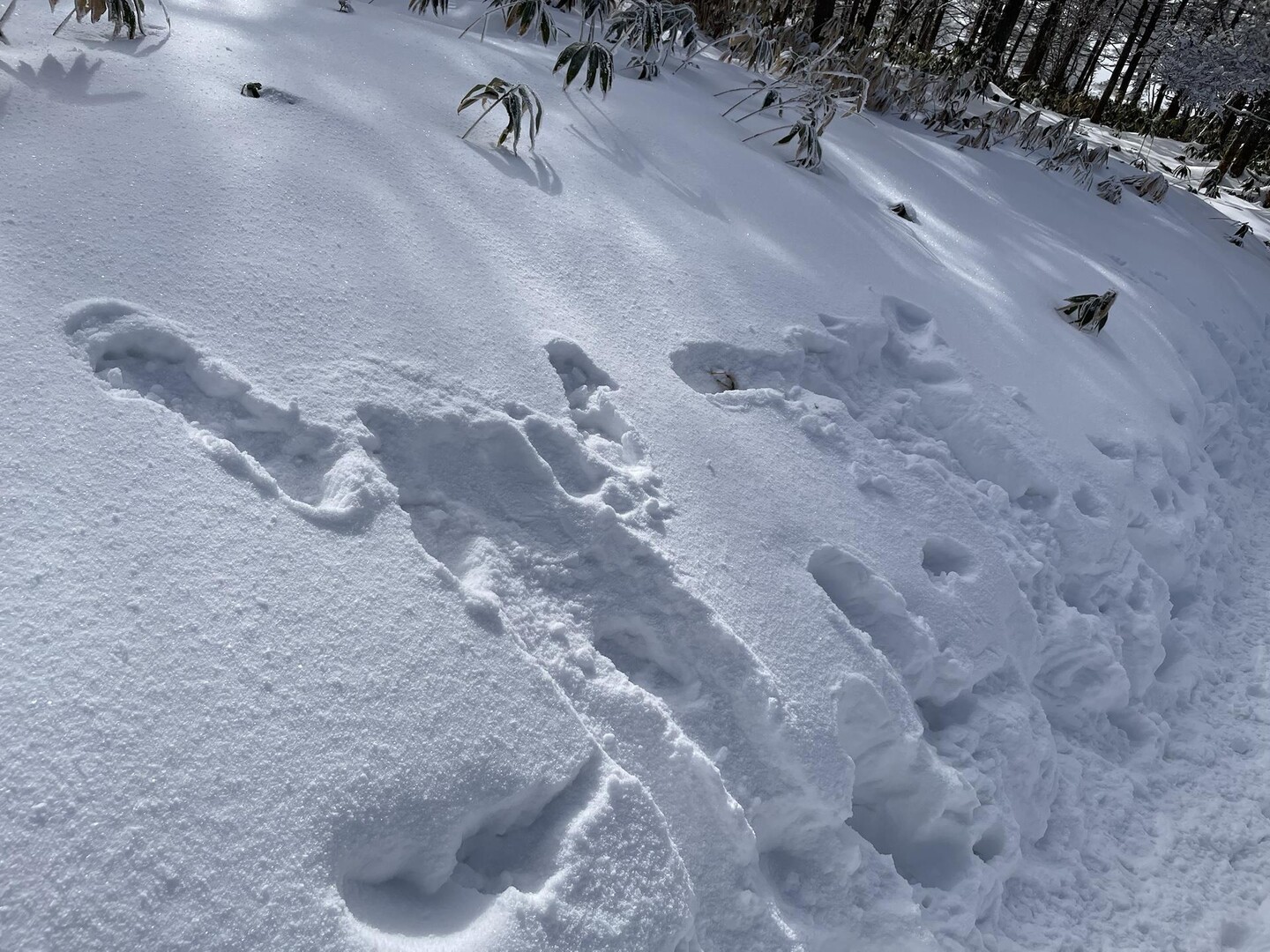 南沢山・横川山（湯舟沢山） / yamagawaさんの恵那山・大判山・神坂山の活動データ | YAMAP / ヤマップ