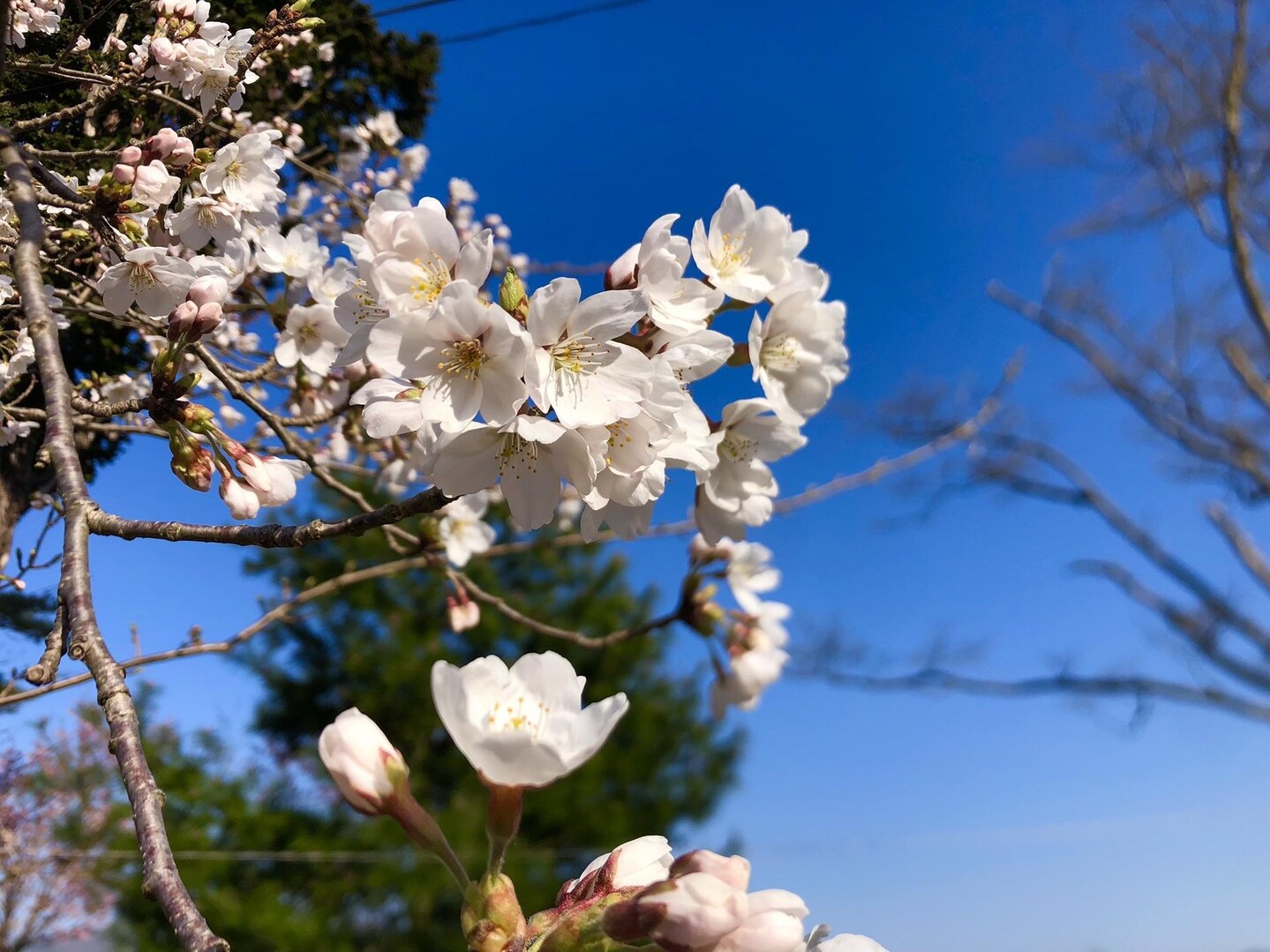 愛宕山 / Naluさんの菅名岳・大蔵山・鳴沢峰の活動データ | YAMAP / ヤマップ