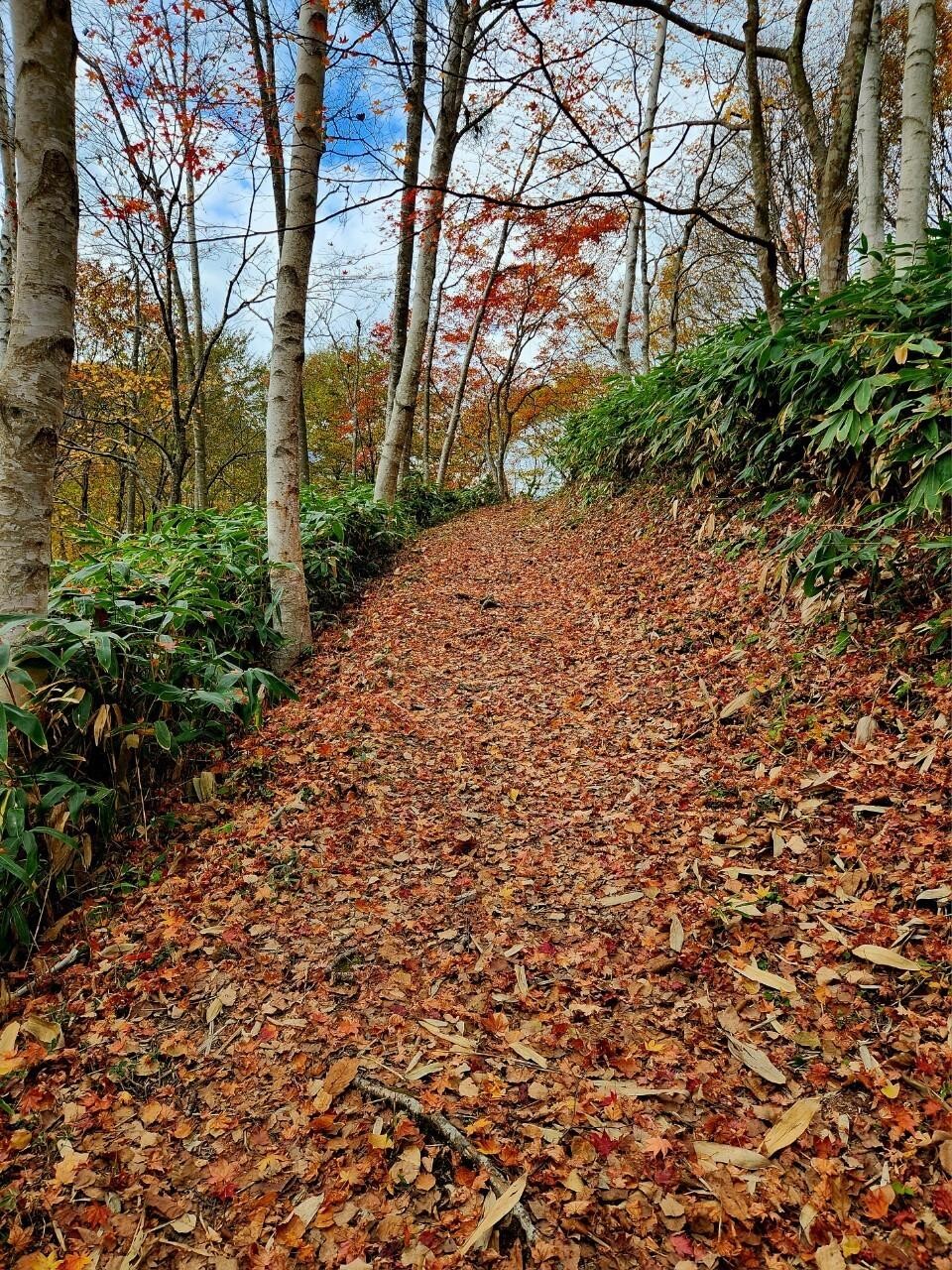 牛曳山-2024-11-12 / yukkyさんの比婆山・立烏帽子山・吾妻山の活動データ | YAMAP / ヤマップ