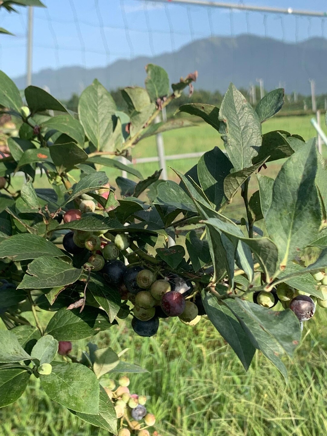今朝 5：20に目が覚め ブルーベリー ... / M・Jさんのモーメント | YAMAP / ヤマップ