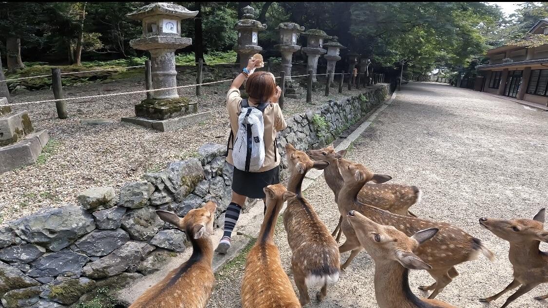 春日若宮お砂持ち・奈良の大仏 / shihoさんのウォーキングの活動データ | YAMAP / ヤマップ