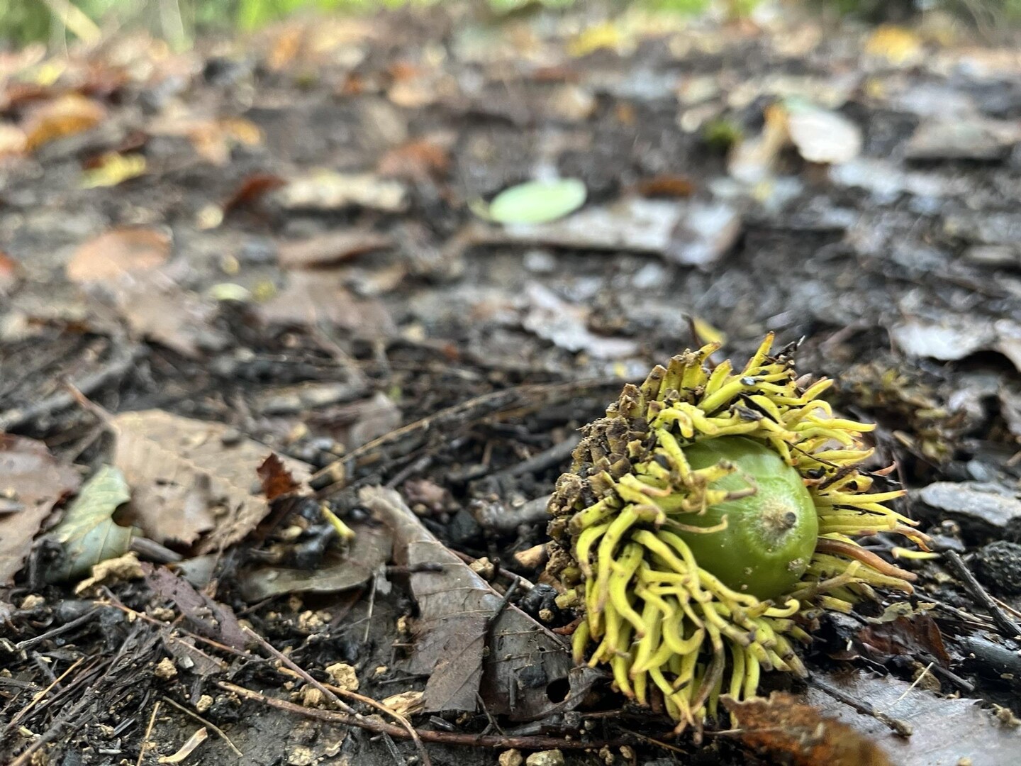 文殊山・文殊山（奥の院）・橋立山 / mu_mu_muさんの文殊山の活動データ | YAMAP / ヤマップ