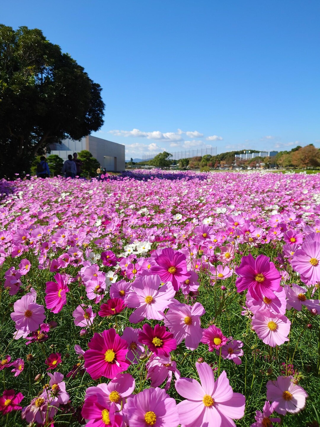 浜名湖ガーデンパーク / Terryさんの登山の活動データ | YAMAP / ヤマップ