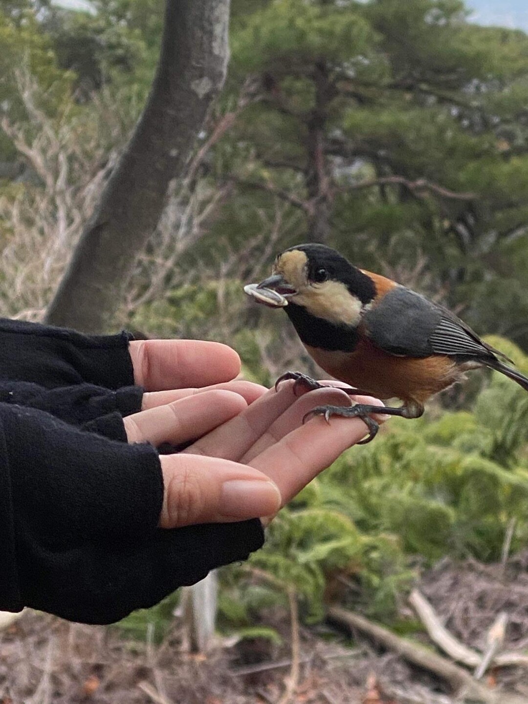 大麻散歩 / Eriさんの大麻山・天円山の活動データ | YAMAP / ヤマップ