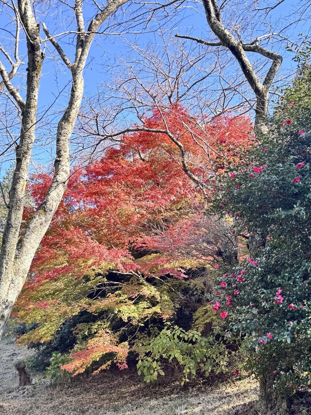 登山始めたの今年の11月入ってからやから... / aranさんのモーメント | YAMAP / ヤマップ