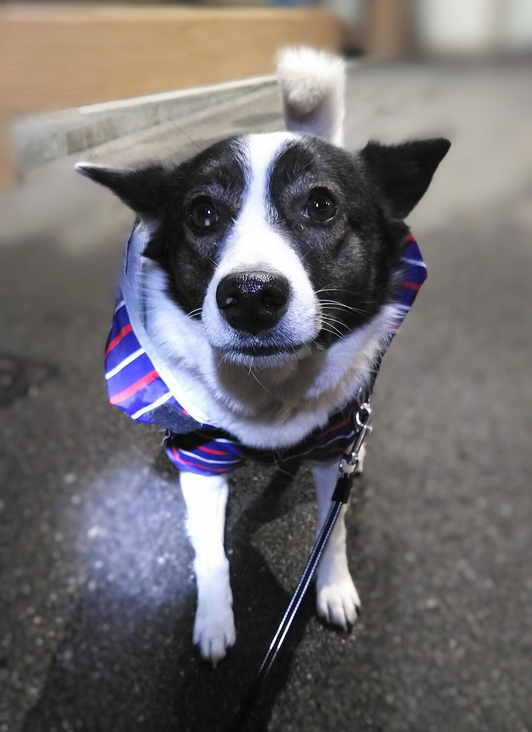 Dog evening ☔ きょうは一... / もみじ🐺パパ😎さんのモーメント | YAMAP / ヤマップ