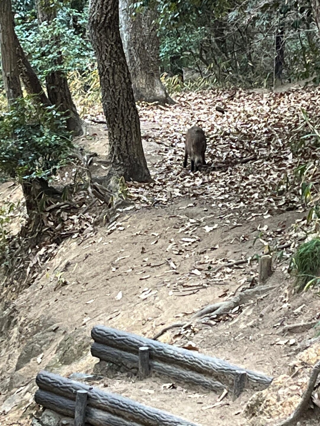 meiさんの投稿したフィールドメモ | YAMAP / ヤマップ