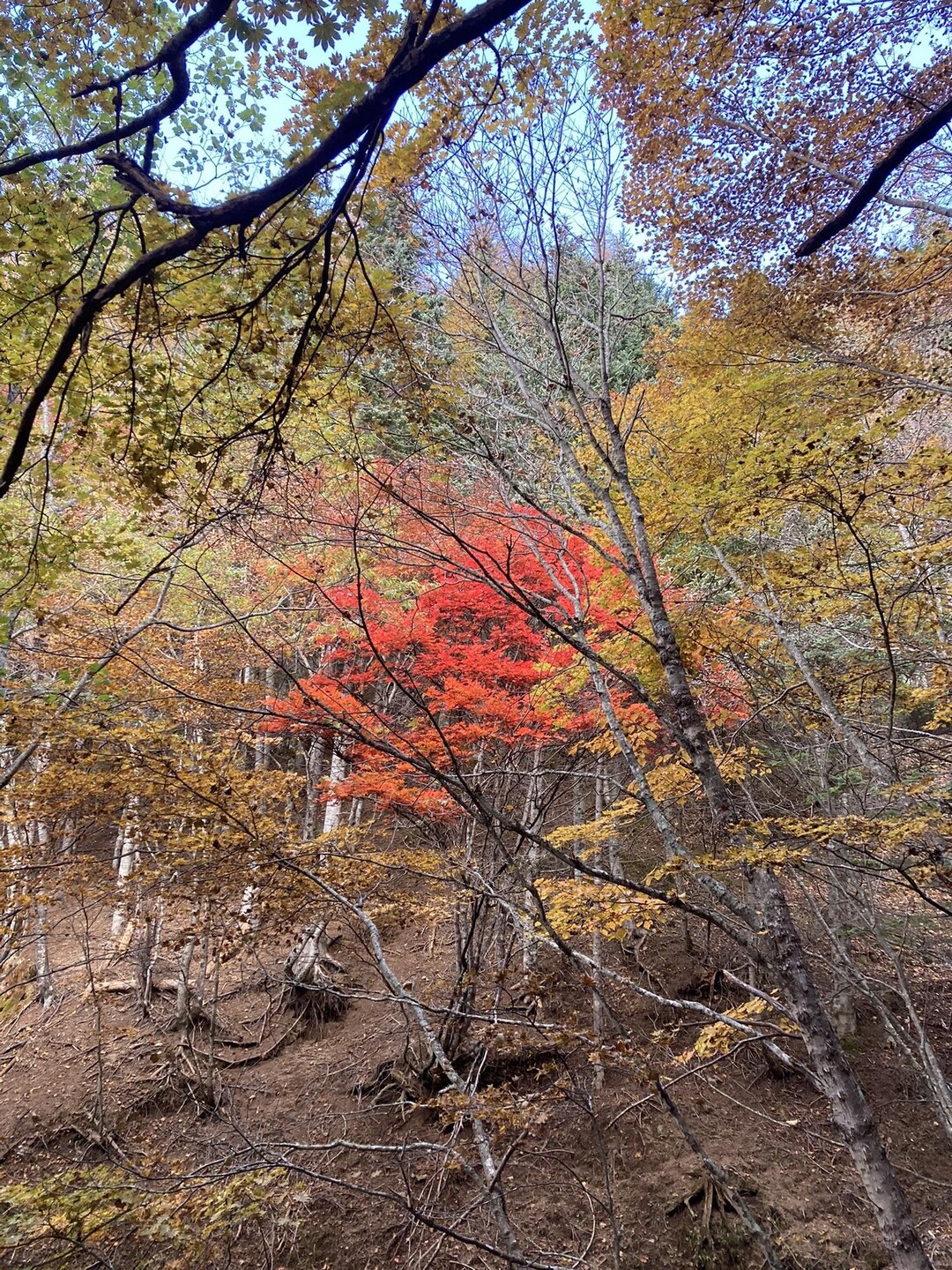 紅葉でいっぱいの櫛形山🍁 / ELLYさんの櫛形山・裸山・唐松岳の活動データ | YAMAP / ヤマップ