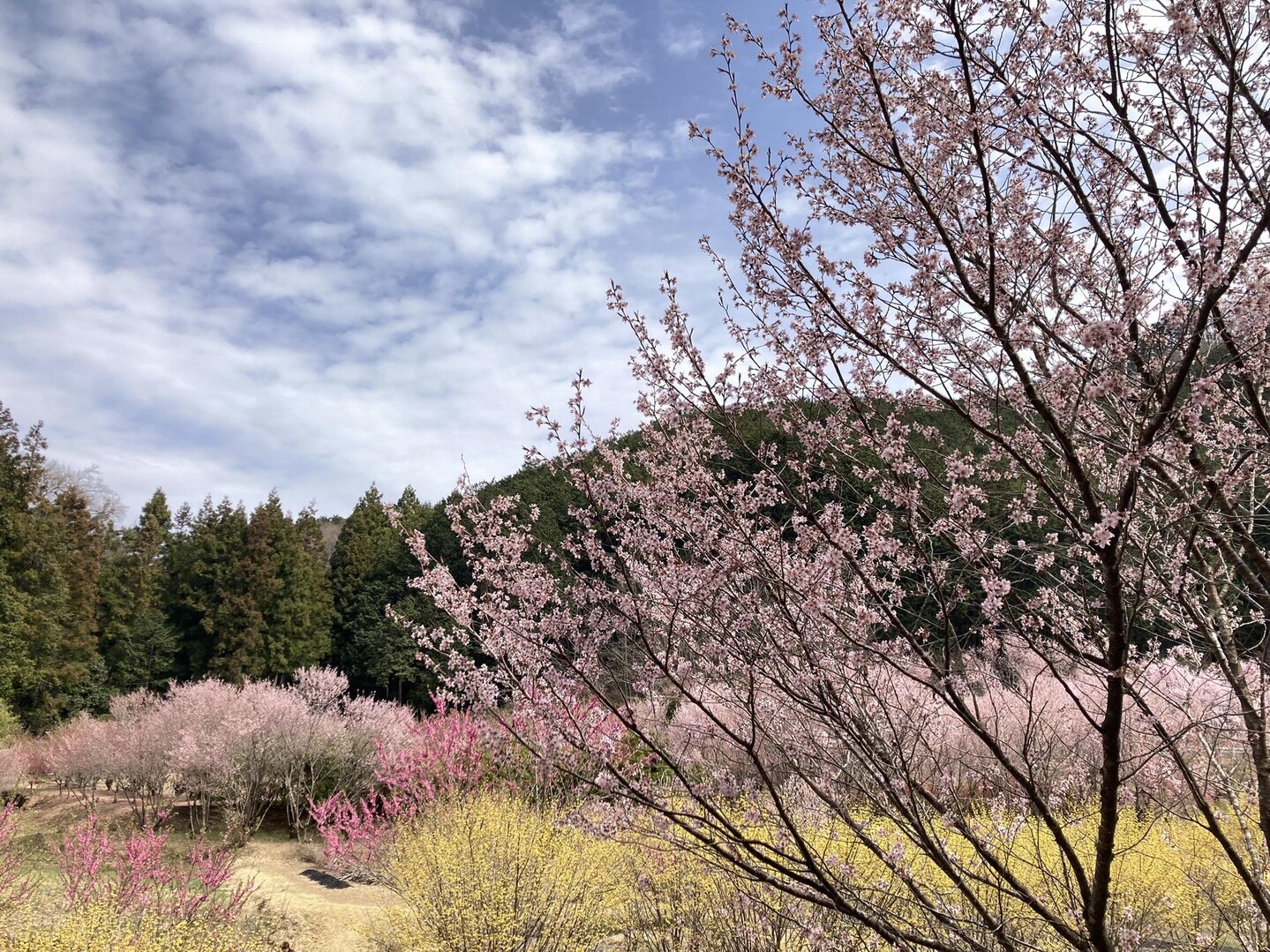 小川町 桃源郷から花桃の郷🌸はしご / tttさんのウォーキングの活動データ | YAMAP / ヤマップ
