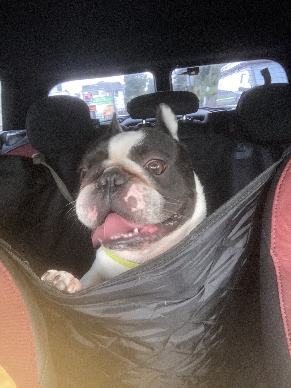 アポロ君と、金時山へ行けるか？チャレンジ... / F54JCWさんのモーメント | YAMAP / ヤマップ