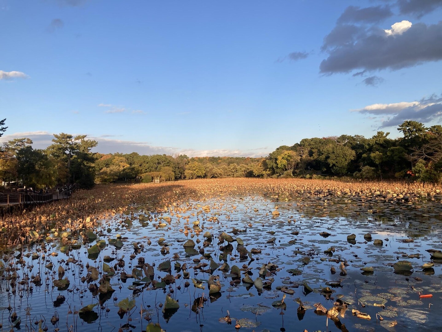 夕方が近づく公園、キンと冷たい空気が心地... / K.Sさんのモーメント | YAMAP / ヤマップ
