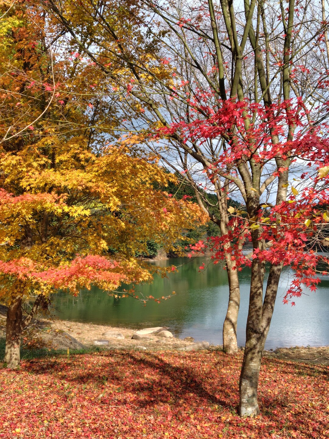 星塚山 / enoさんの星塚山・スガ岳・姫御前岳の活動データ | YAMAP / ヤマップ