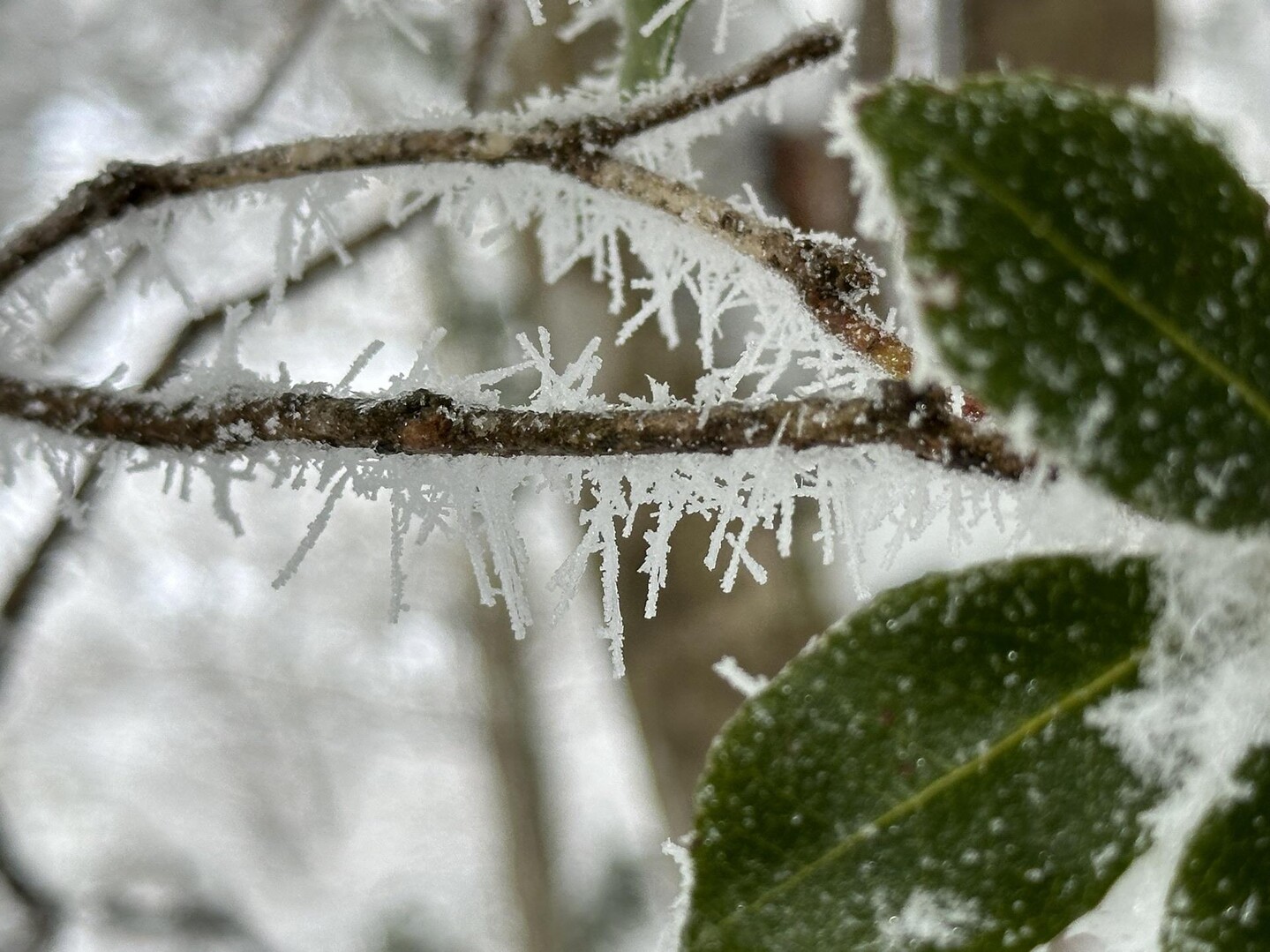 霧氷を求めて 丹沢三峰(大倉BS〜三叉路BS) / tajimakさんの塔ノ岳・丹沢山・蛭ヶ岳の活動データ | YAMAP / ヤマップ