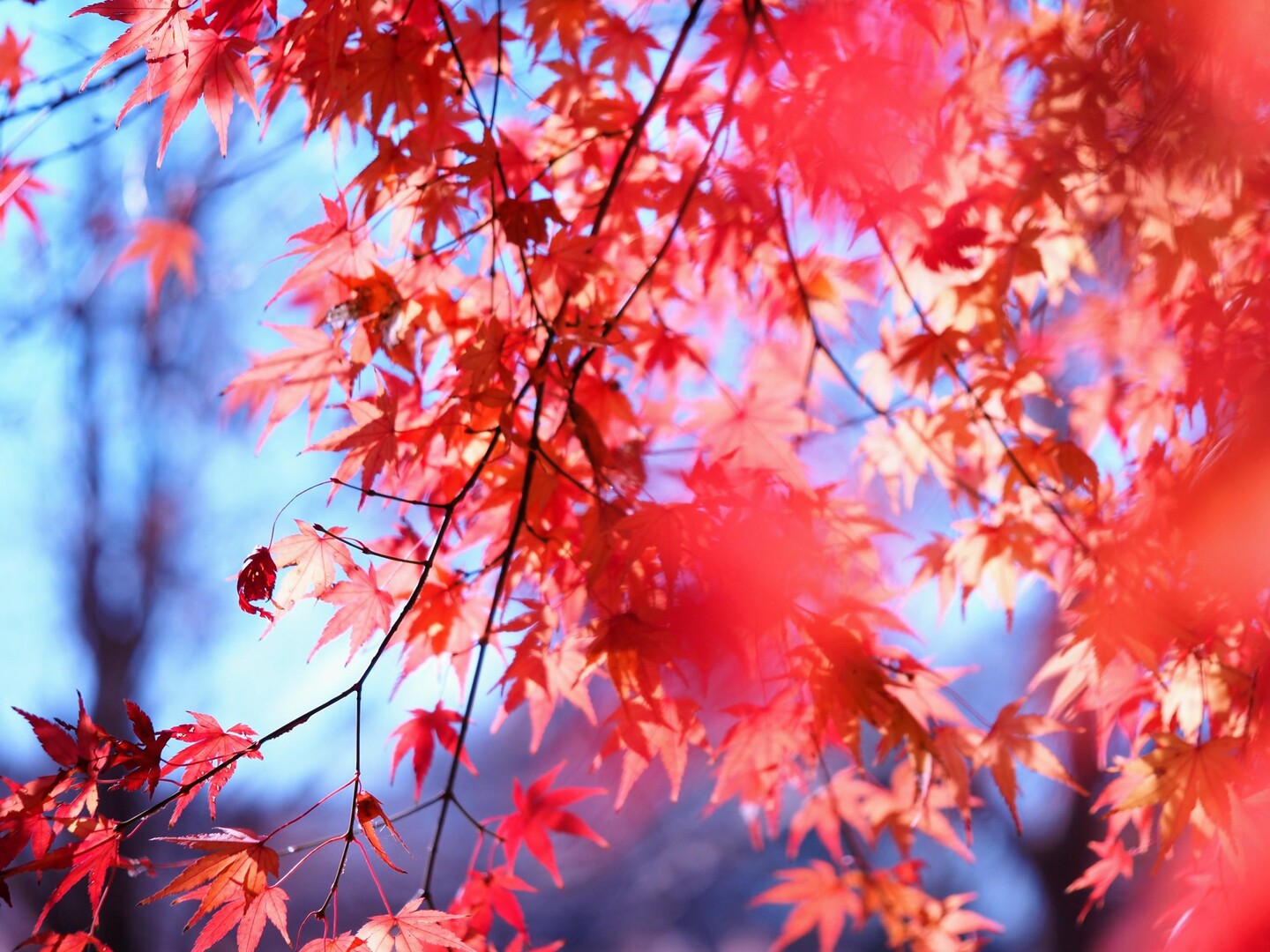 お昼のひととき、近所の公園を散歩。 / fujihiroさんのモーメント | YAMAP / ヤマップ