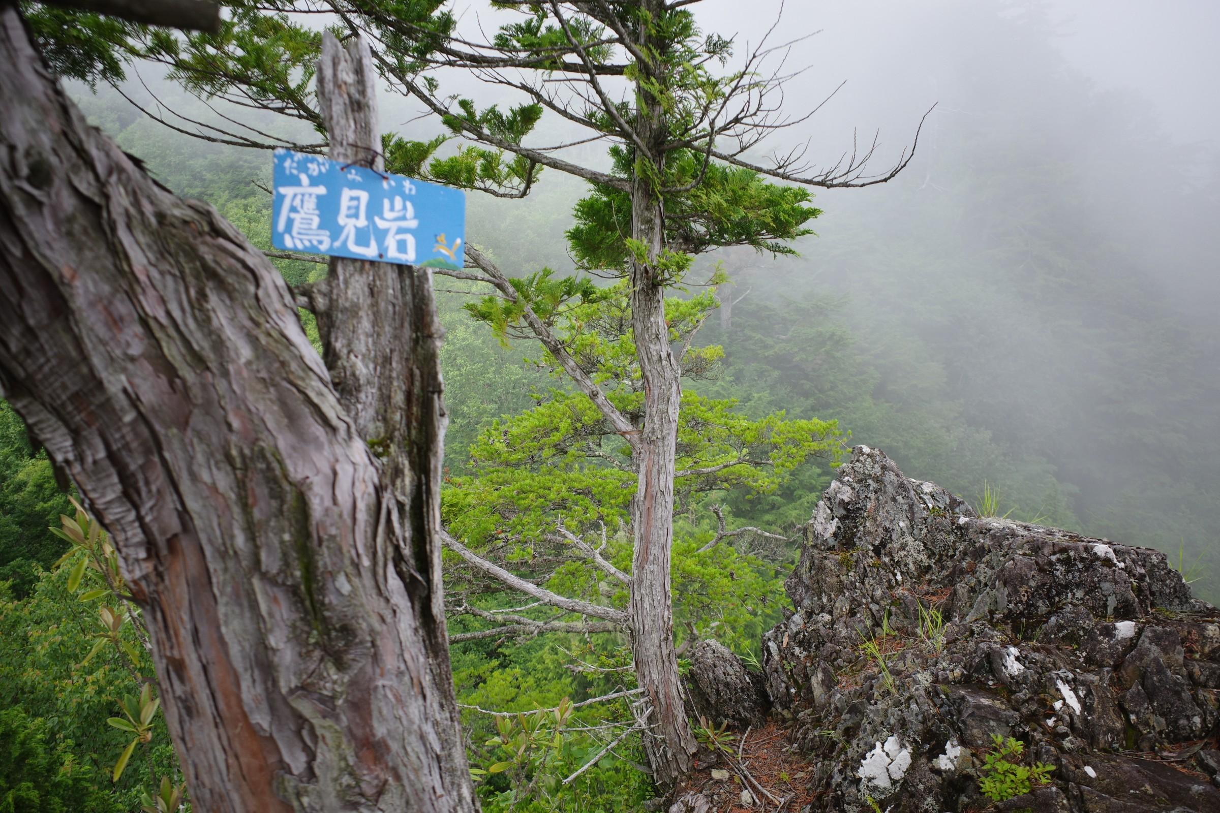 西沢で鳥見と鷹見岩 / nekomenさんの甲武信ヶ岳の活動データ | YAMAP / ヤマップ
