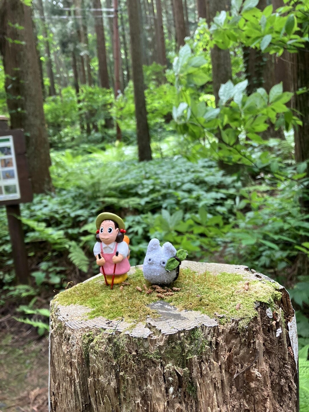 弥彦山さらに登りやすく整備されてる / ERさんの弥彦山・多宝山・雨乞山の活動データ | YAMAP / ヤマップ