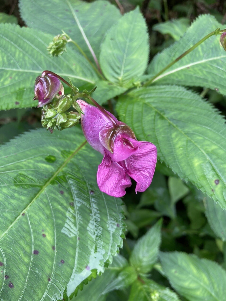 高尾山〜小仏城山-2021-09-12 / Aokatiさんのウォーキングの活動データ | YAMAP / ヤマップ
