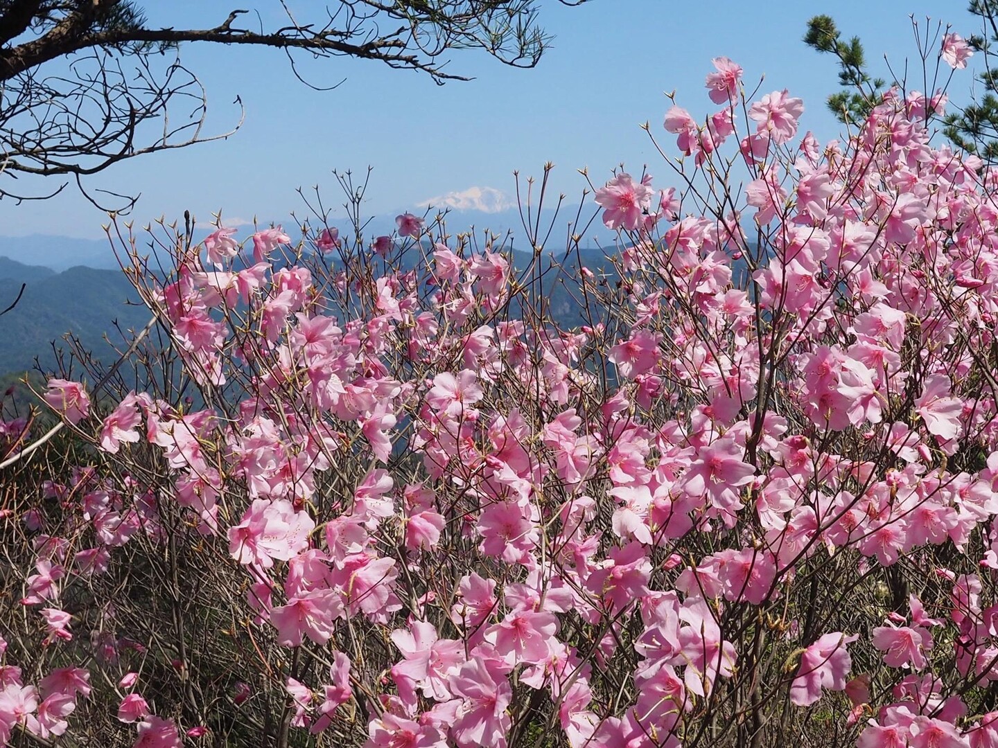 遠見山・納古山 / konkonさんの納古山の活動データ | YAMAP / ヤマップ