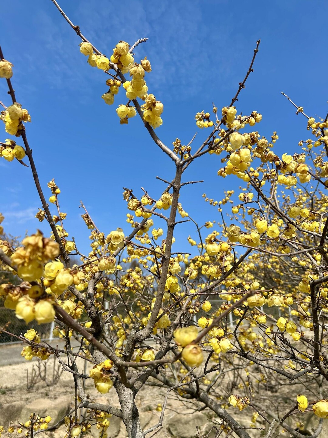 蝋梅を見に種松山へ / coco☺︎さんの鴨ヶ辻山の活動データ | YAMAP / ヤマップ