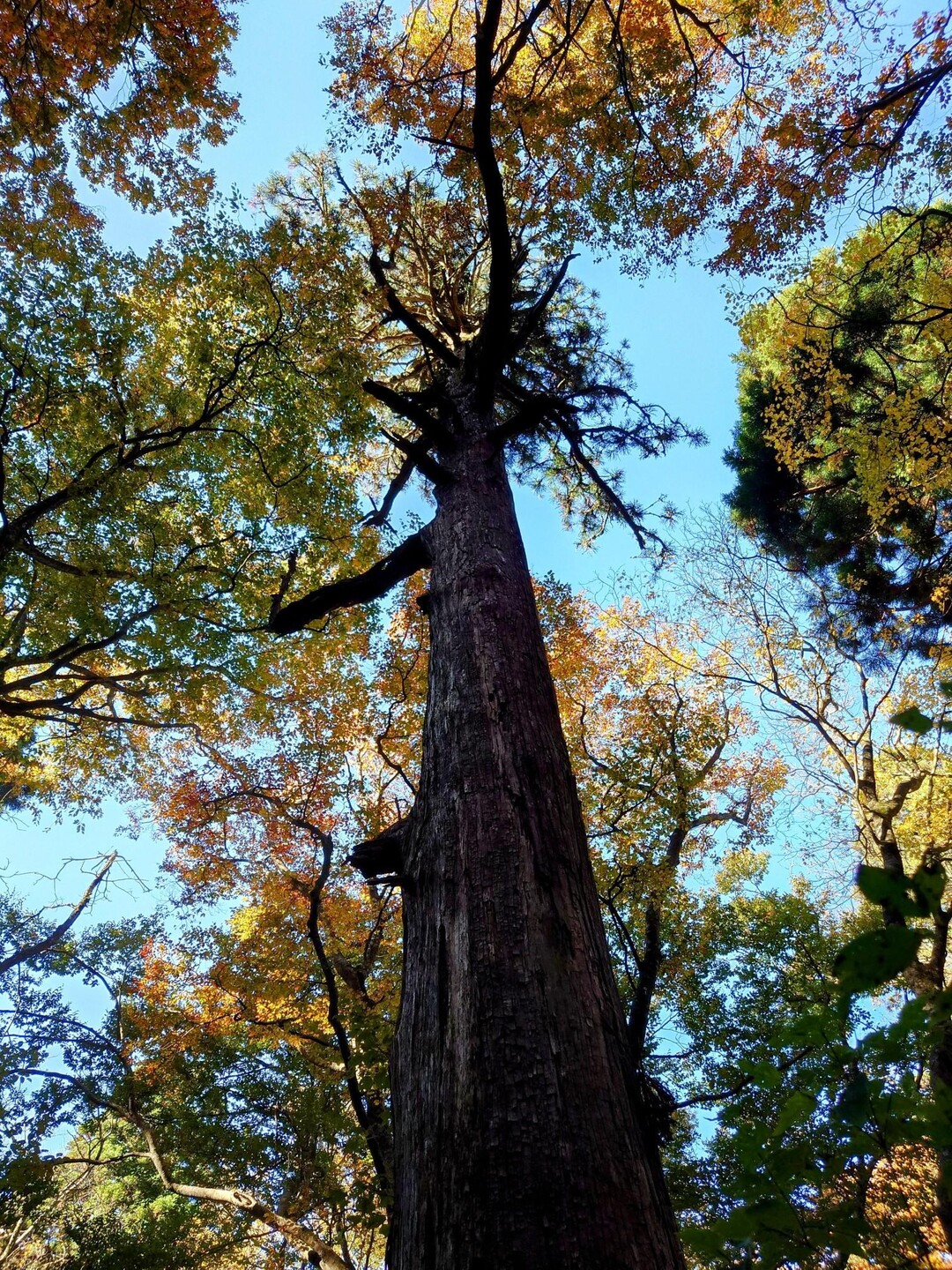 ユートピア〜弥山 / Sarahさんの大山・甲ヶ山・野田ヶ山の活動データ | YAMAP / ヤマップ