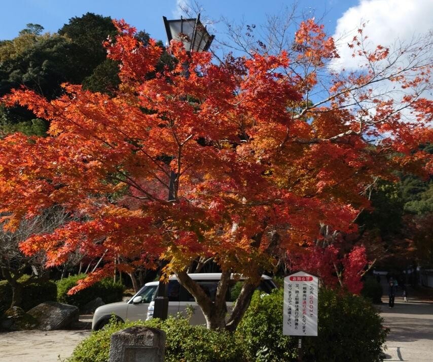 城山(姉ヶ山)・城山(横山) / m. m. g. pさんの岩国市 岩国エリアの活動データ | YAMAP / ヤマップ