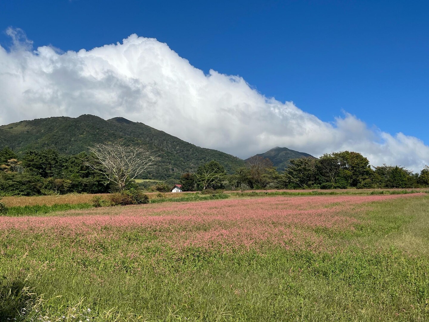 蒜山三座縦走 / MICさんの蒜山の活動データ | YAMAP / ヤマップ
