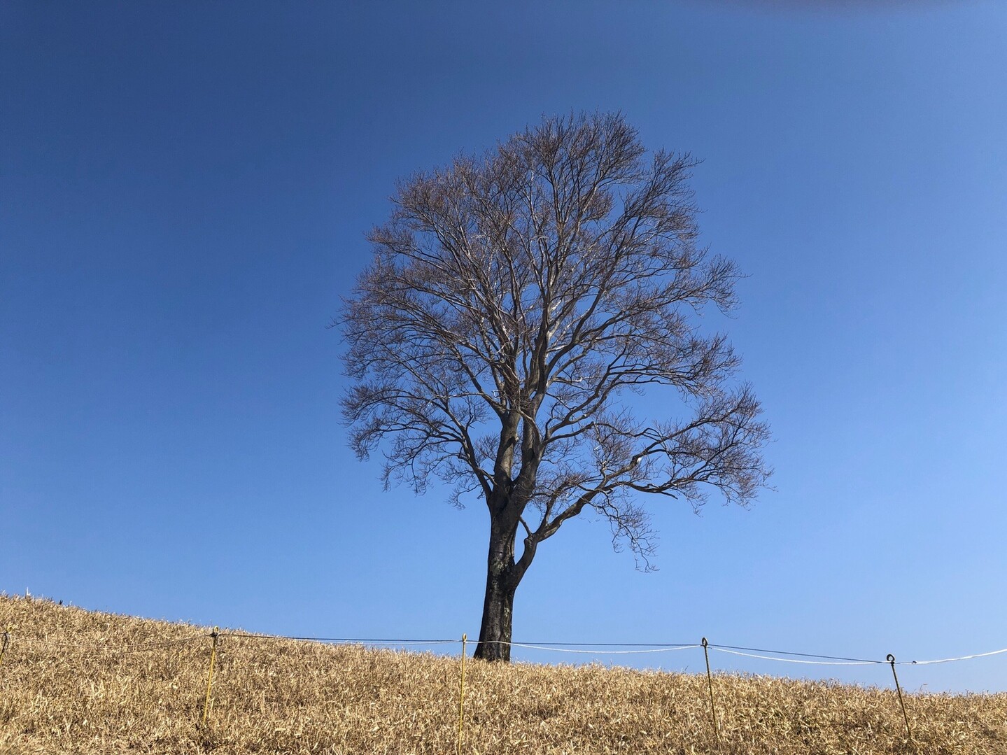 孤高のブナさんに会いに🌲(´ｰ`* ))))︎💕︎ / emiさんの皇海山・袈裟丸山・庚申山の活動データ | YAMAP / ヤマップ