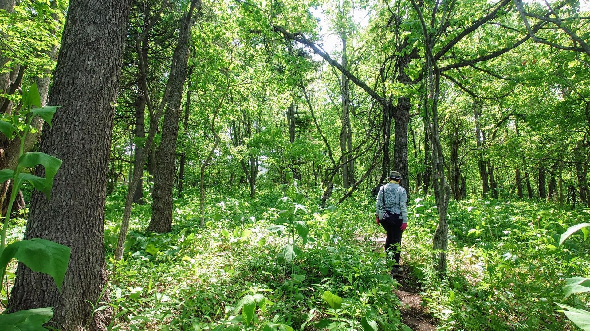帯広野草園 & 動物園 / ♫山の音楽家さんのGT3 6の活動データ | YAMAP / ヤマップ