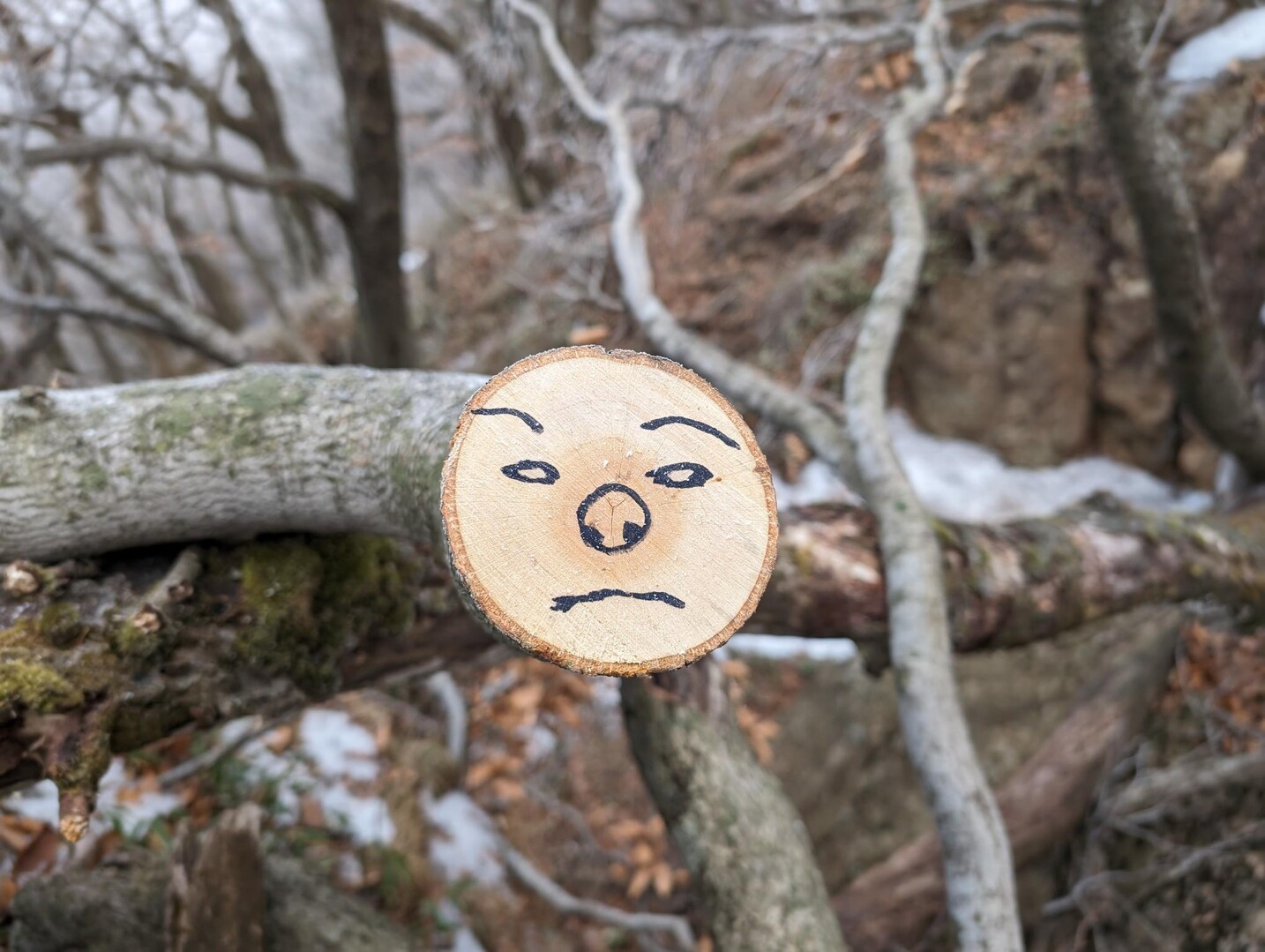 祖母山 / se-2さんの祖母山の活動データ | YAMAP / ヤマップ