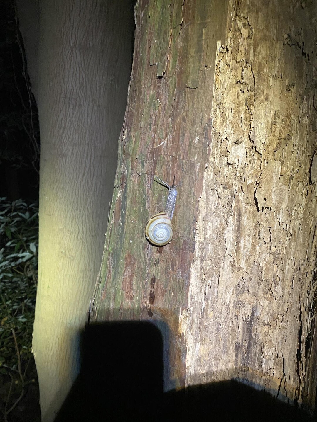 六ヶ岳MSC下見 だいたい半分 / katakananoeさんの六ヶ岳の活動データ | YAMAP / ヤマップ