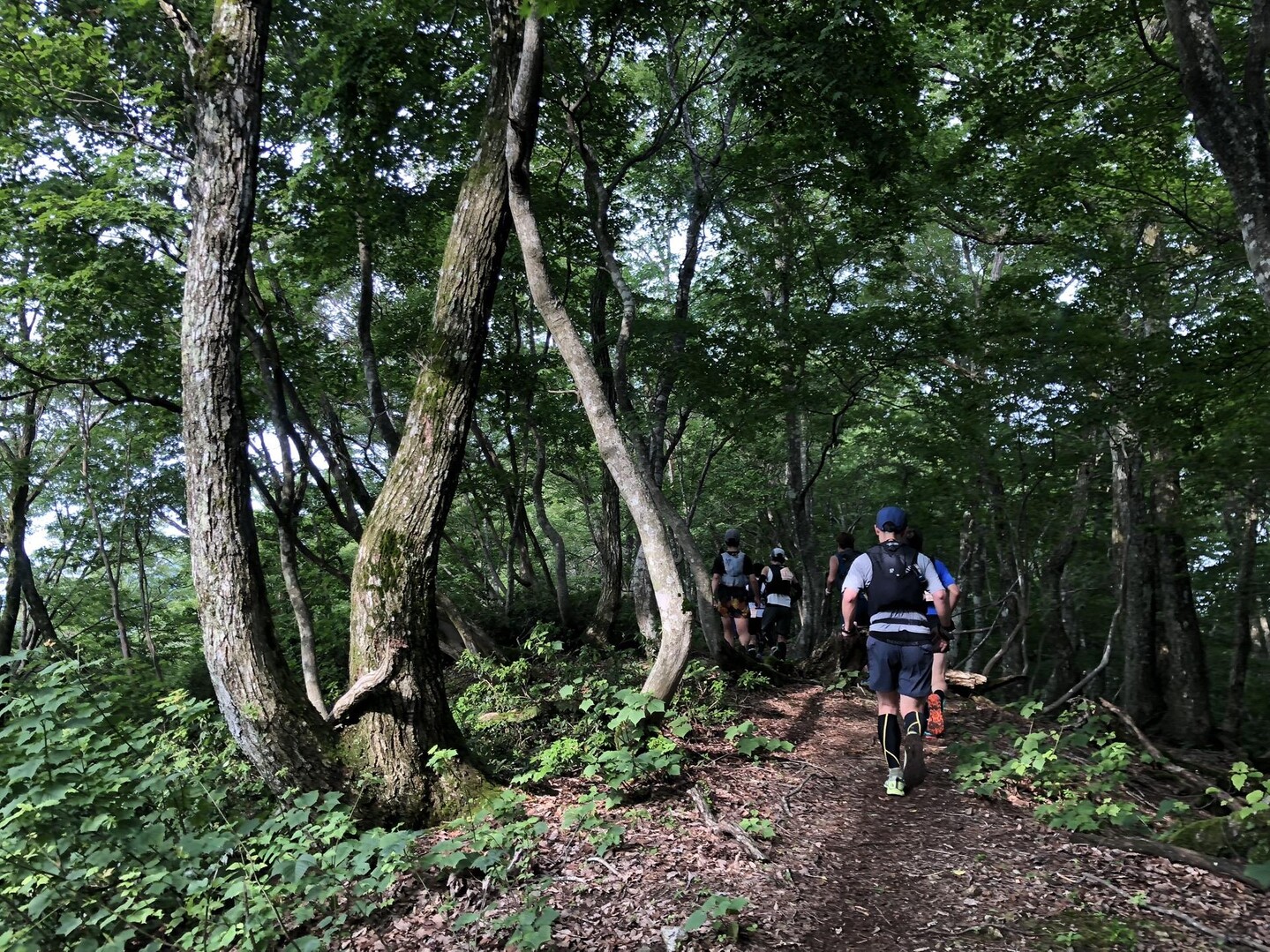 FAIRY TRAIL -Super Long 60km- / 大木 信介さんの蛇谷ヶ峰の活動データ | YAMAP / ヤマップ