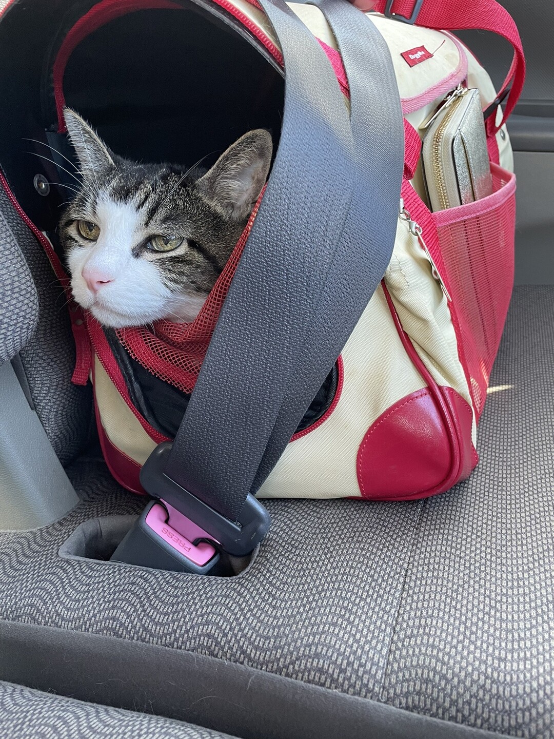 猫ブログ(定期検診) https://... / naoさんのモーメント | YAMAP / ヤマップ