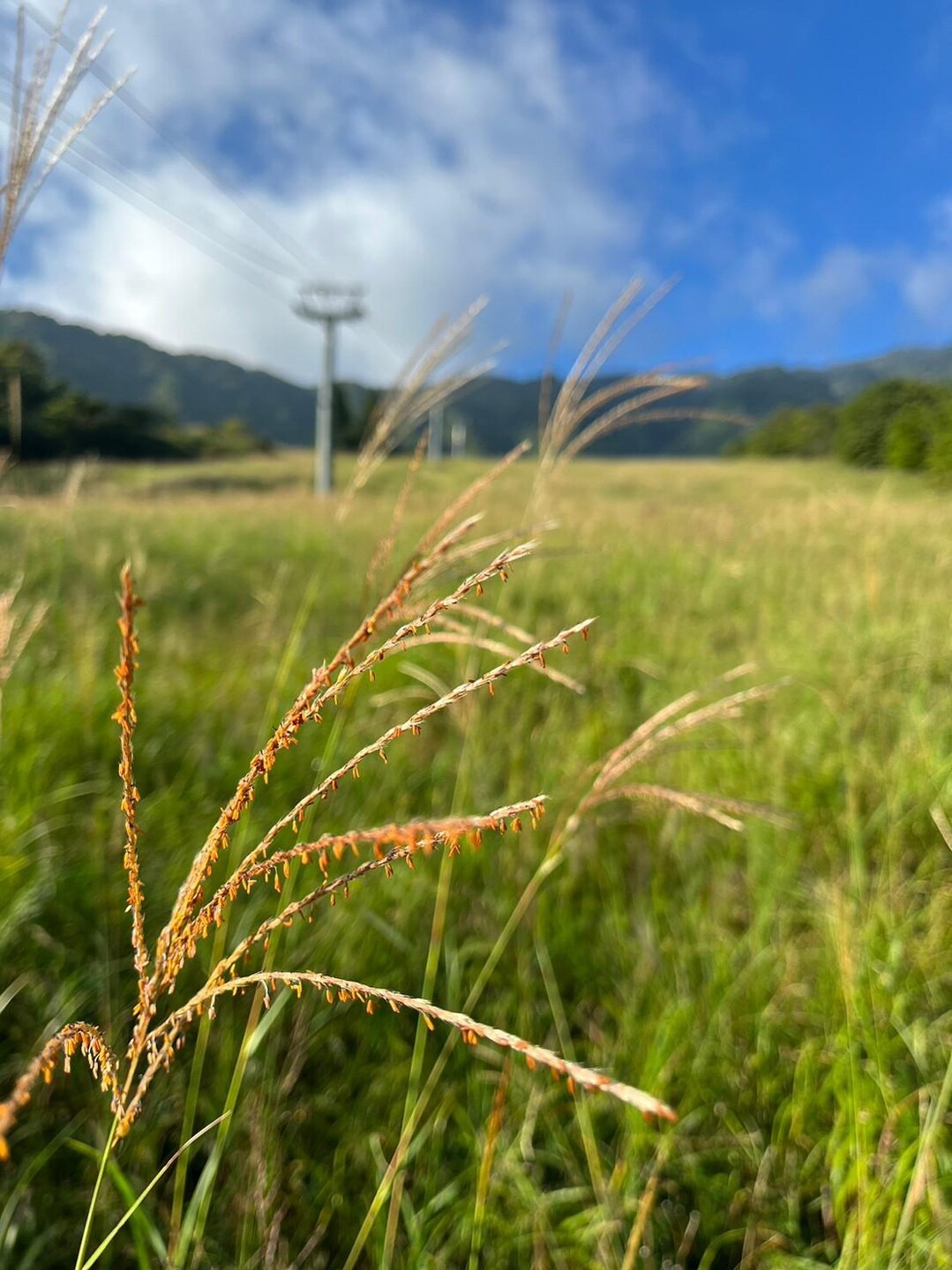 ぶん回し目前に.....😅 / HEY太郎さんの氷ノ山（須賀ノ山）・鉢伏山・瀞川山の活動データ | YAMAP / ヤマップ
