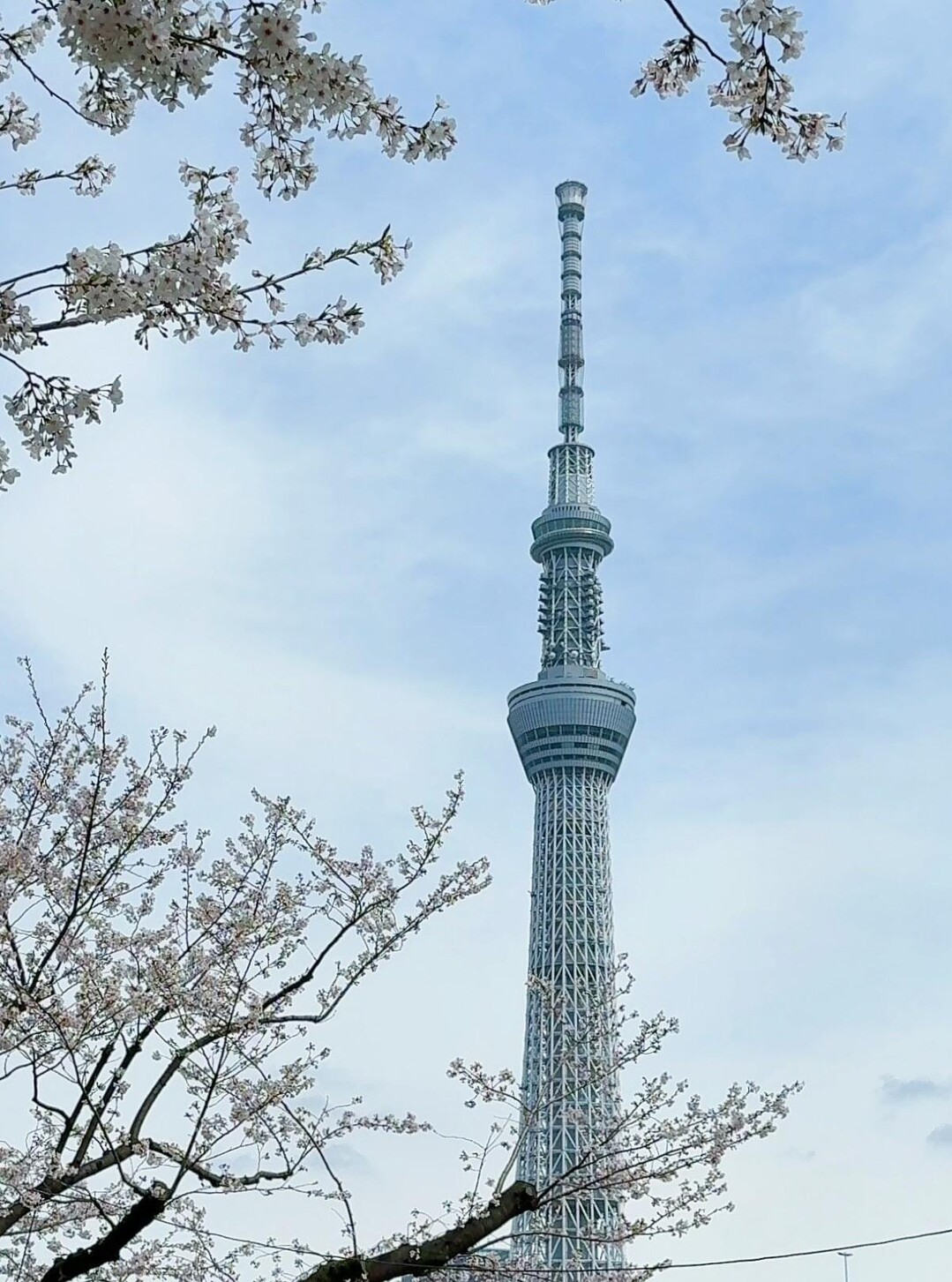 お山以外の内容です :.｡. 今... / kumiさんのモーメント | YAMAP / ヤマップ