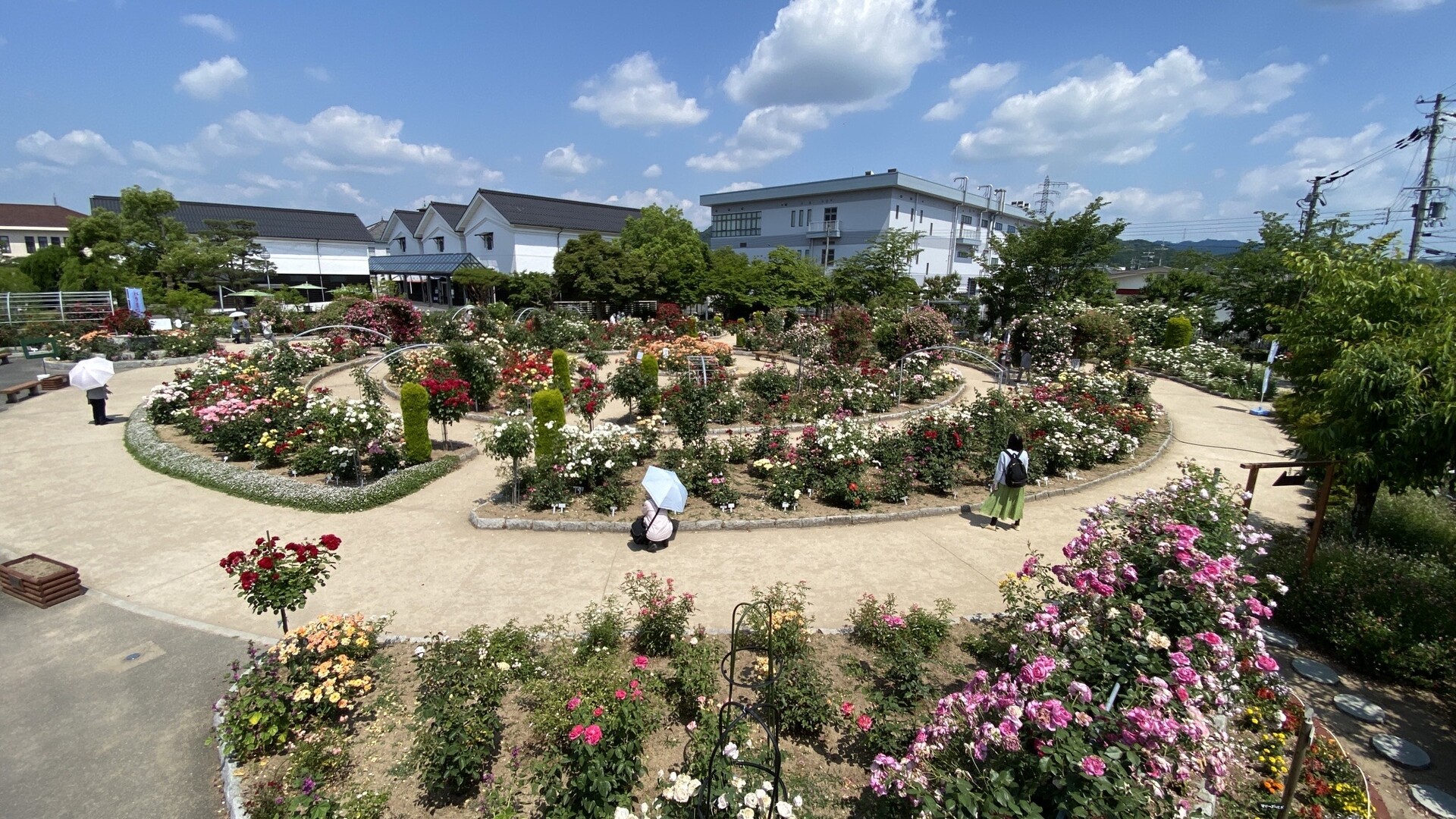 綾部市バラ園😊 / S.Uさんのモーメント | YAMAP / ヤマップ