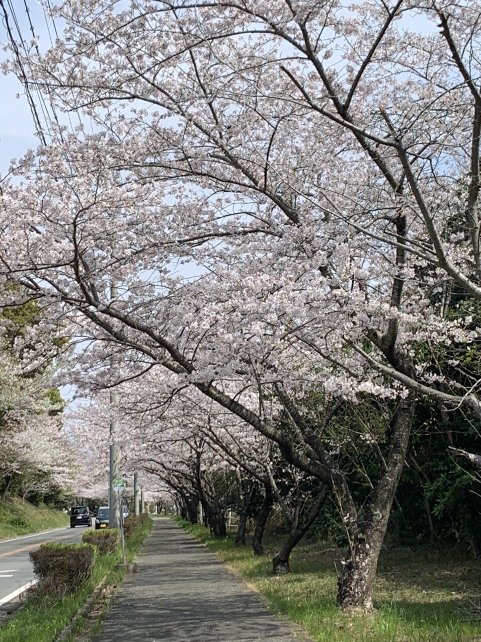 今日は、はじめての田原アルプスに 右手怪... / mocaさんのモーメント | YAMAP / ヤマップ