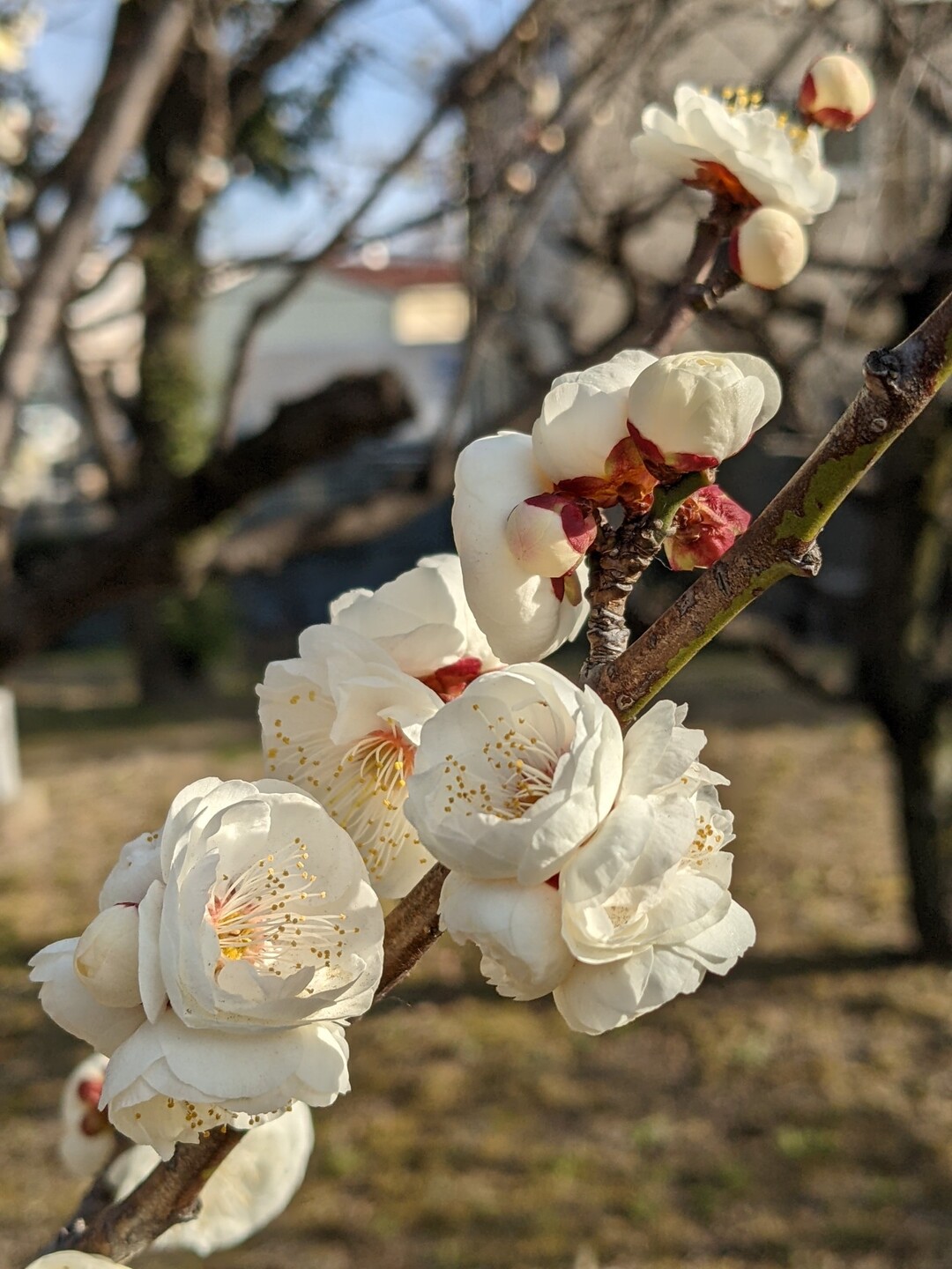沢良宜公園の梅林までウォーキング / あごやんさんのモーメント | YAMAP / ヤマップ